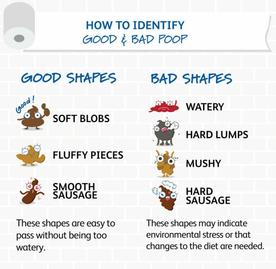 The Scoop On Poop - Friso Good Poop Advisory Panel